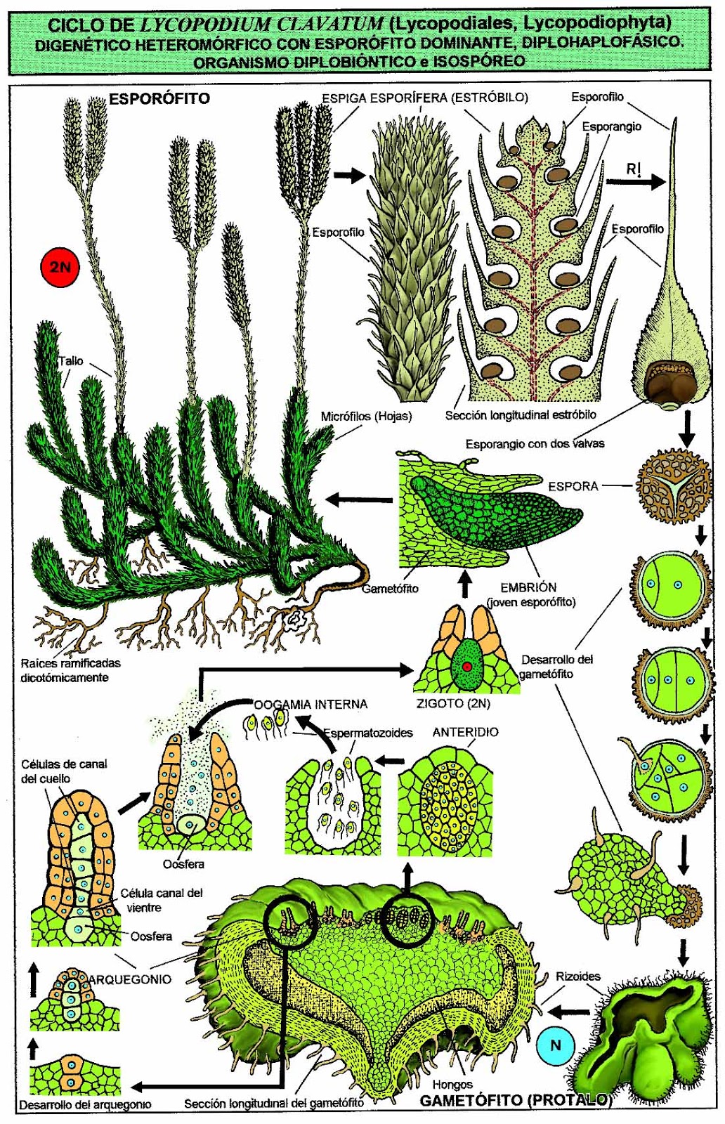 El inicio de las plantas vasculares-pteridophytas-