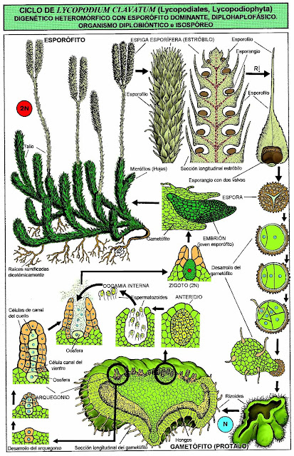 El inicio de las plantas vasculares-pteridophytas-