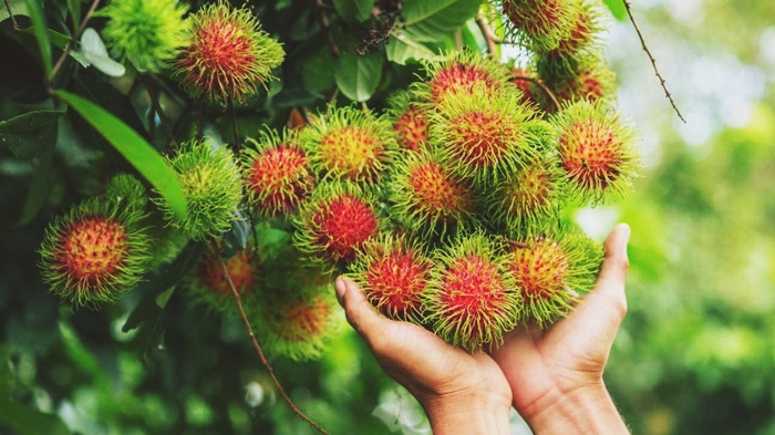 Ketahui Khasiat Pokok Rambutan