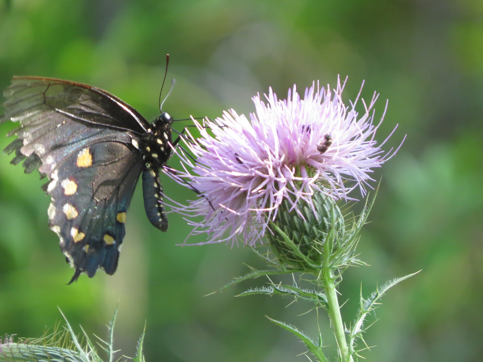 MICHIGAN BUTTERFLIES AND SKIPPERS
