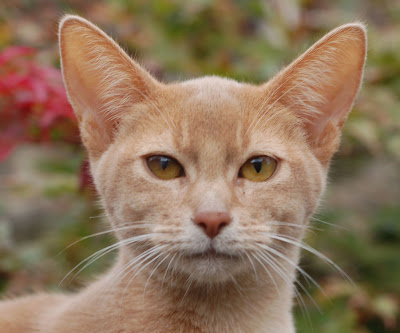 Encyclopedia of Cats Breed: Fawn Abyssinian Cat
