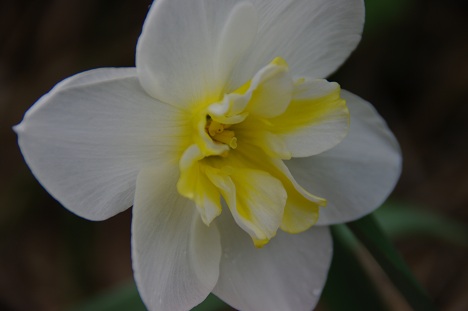 Homespun bliss: 5 things: favourite flowers