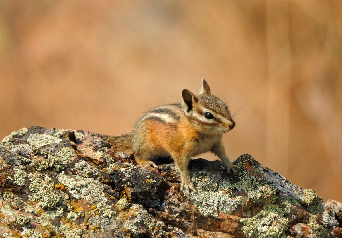 Methow Conservancy: Mammal Course - Class #1 Taxonomy & Evolution