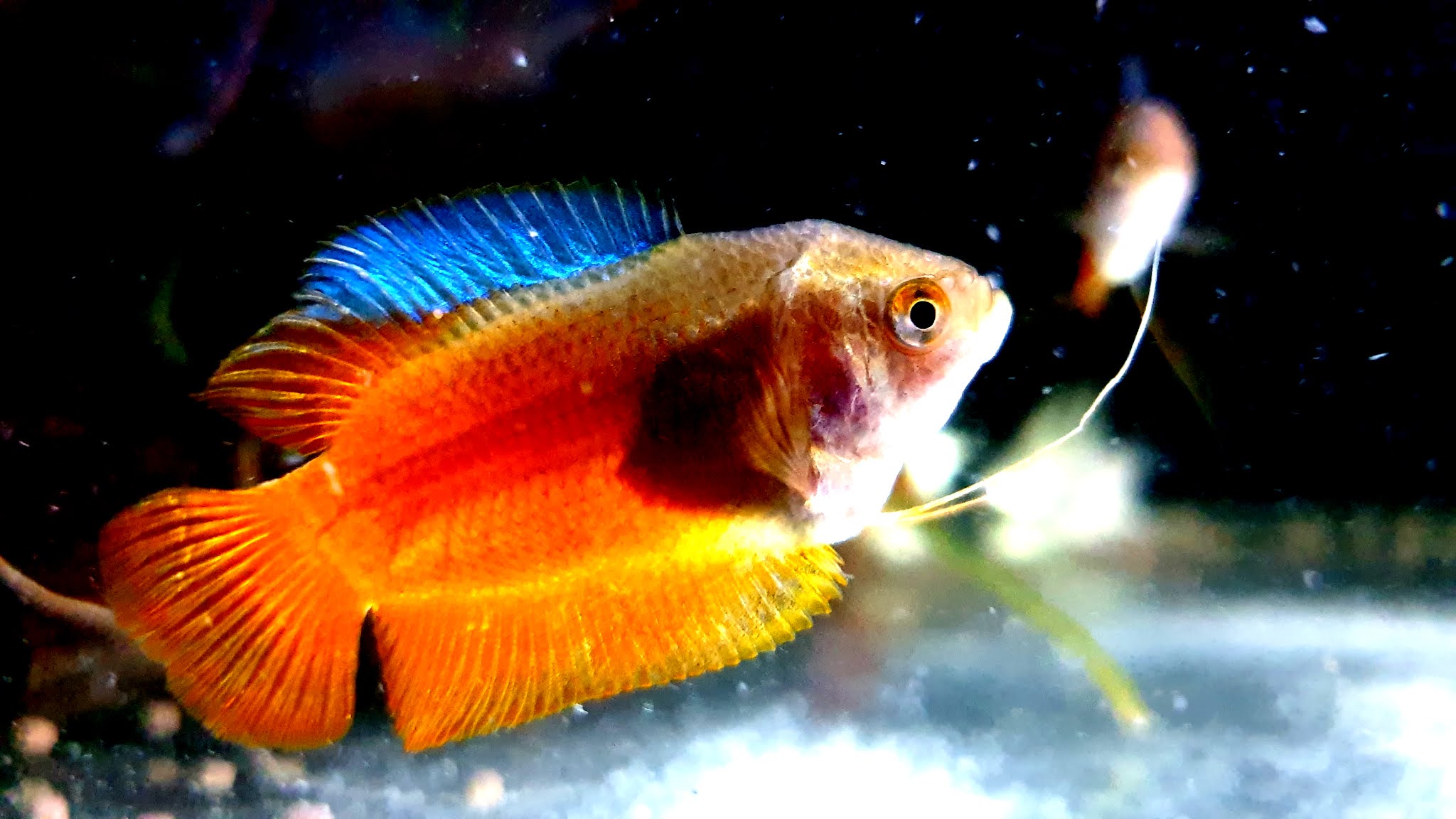 Dwarf Gourami Fish 4K HD Wallpapers