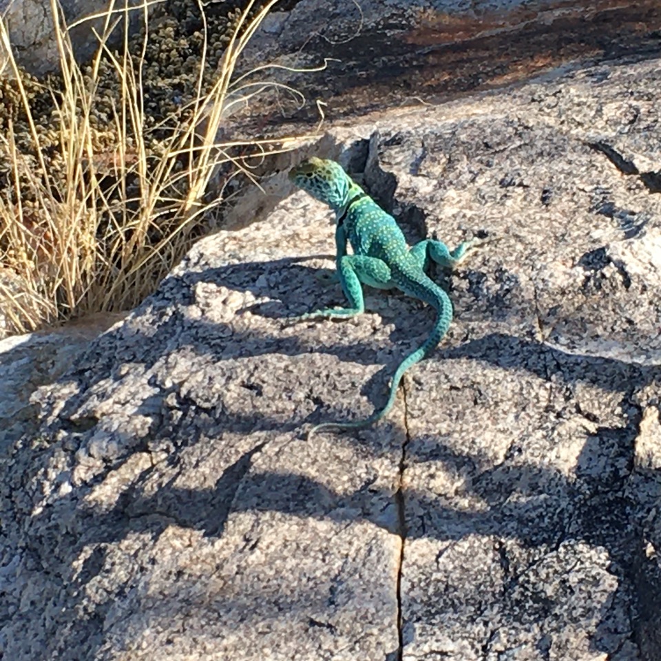 Blue Heron Blast: Eastern collared lizard
