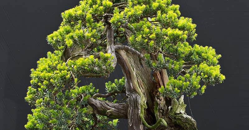 Walter Pall Bonsai Adventures: Japanese Yew #2