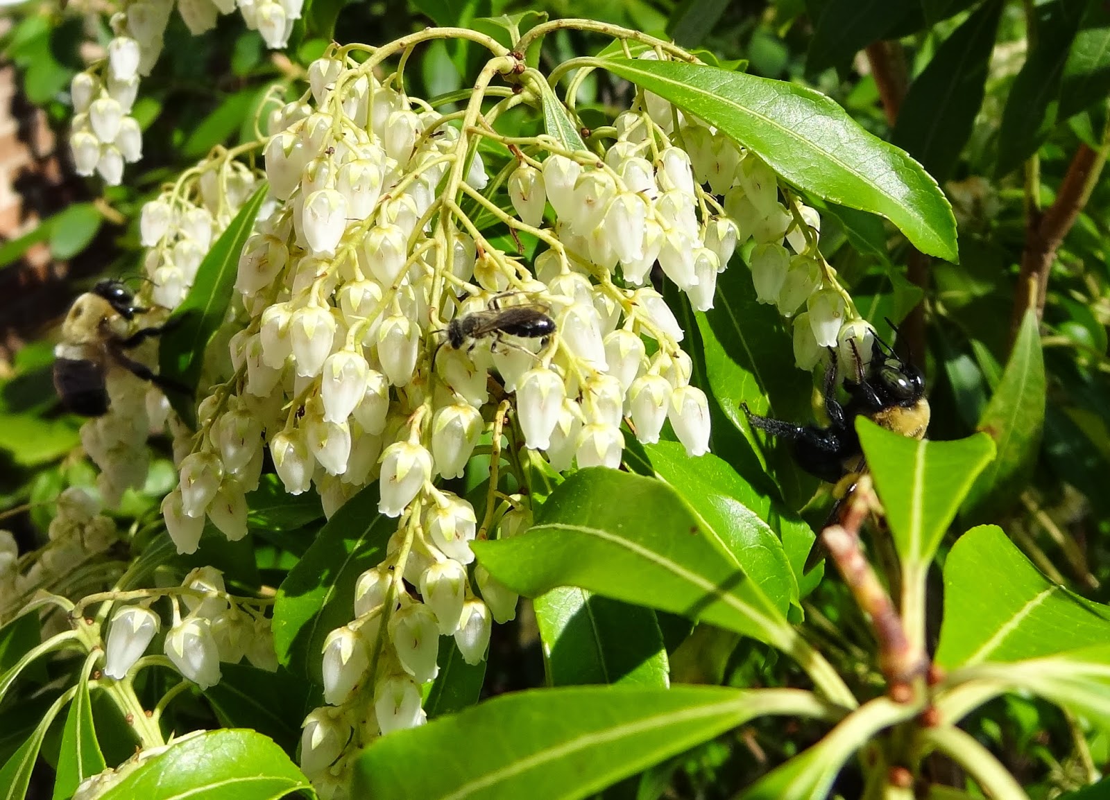 Live and Learn-Toss and Turn: A Second Look Update--Bees