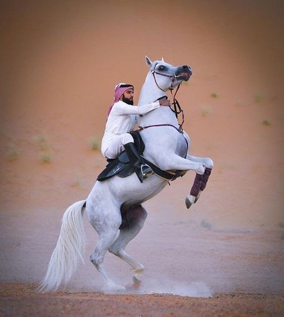 Reiten mit Hijab: Wichtigkeit des Reitsports im Islam - Importance of ...