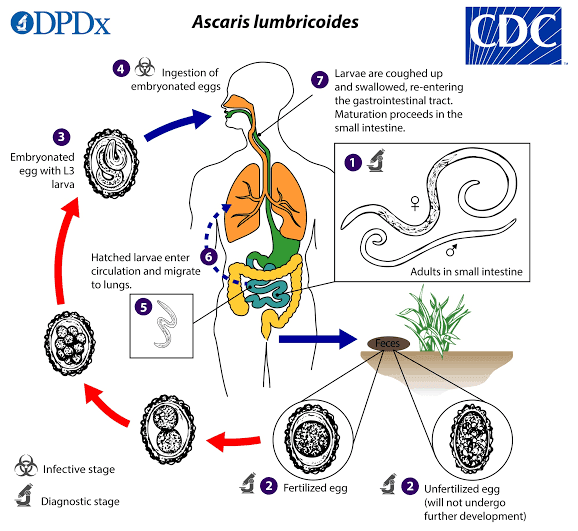 Apa itu Parasitologi: Mei 2020