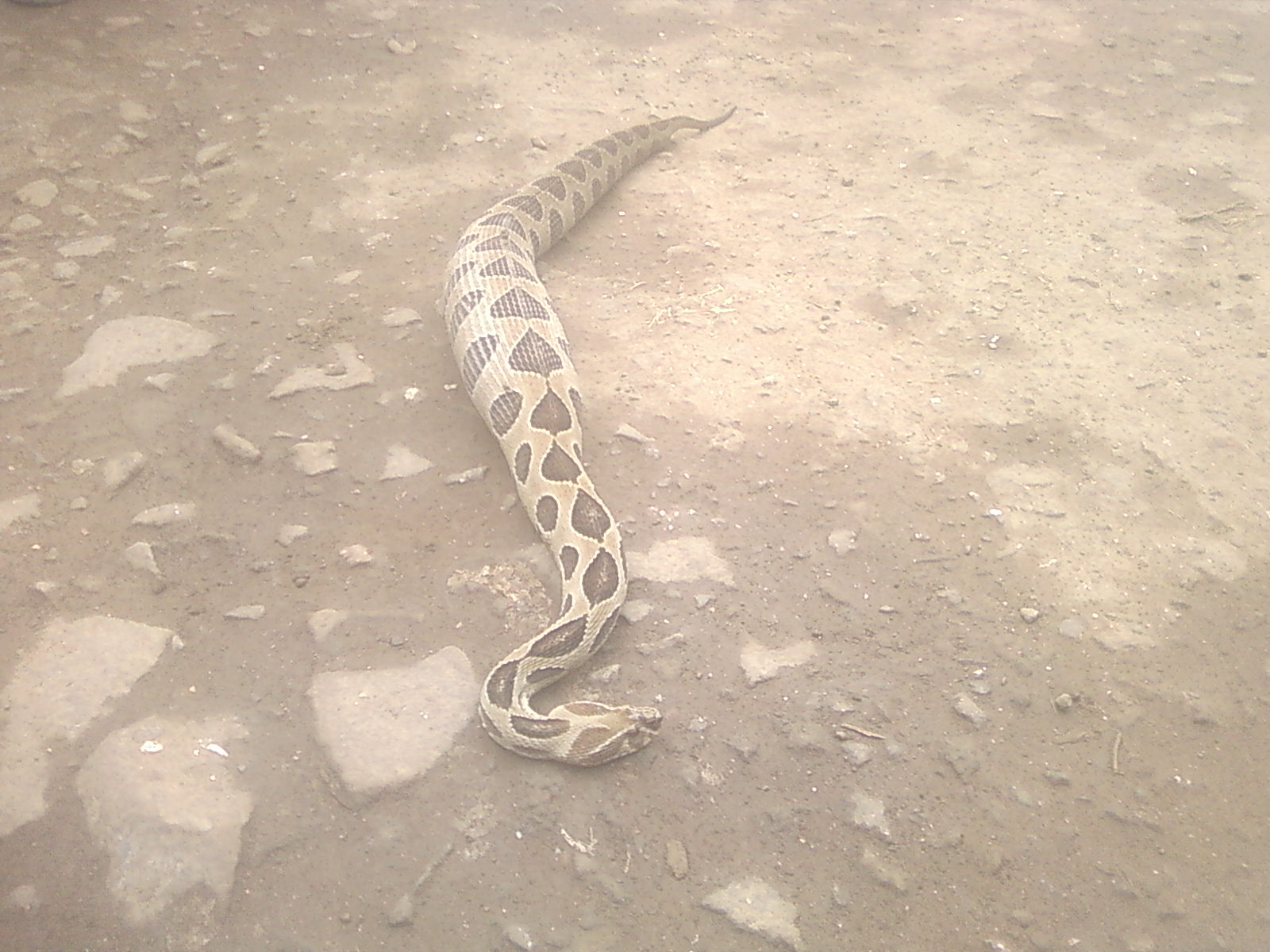 www.pnrnews.in: 5 ft viper (ghonas) snake road jam.