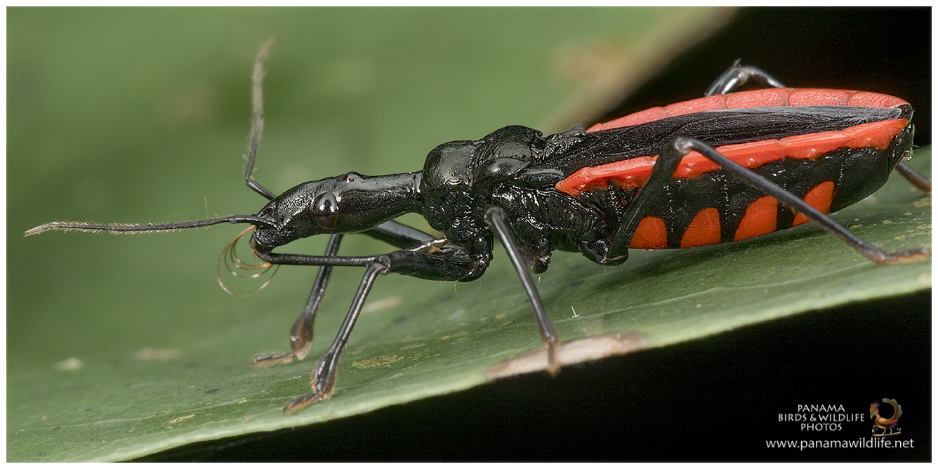Panama Birds & Wildlife Photos' Blog