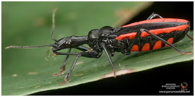 Panama Birds & Wildlife Photos' Blog