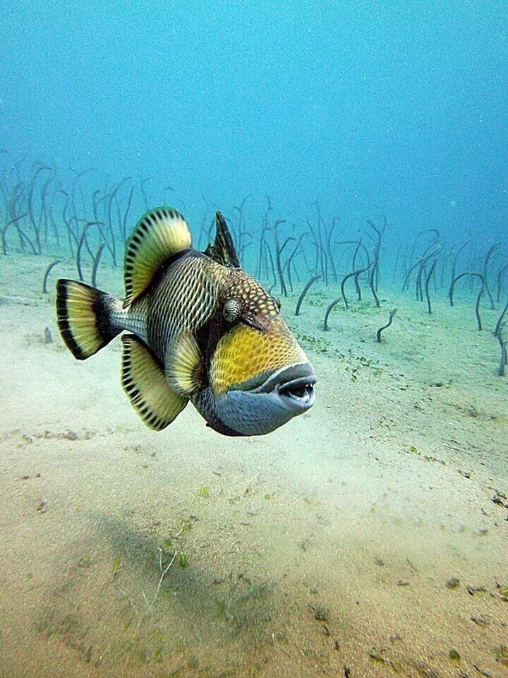 Peixe | Aspectos Biológicos dos Peixes