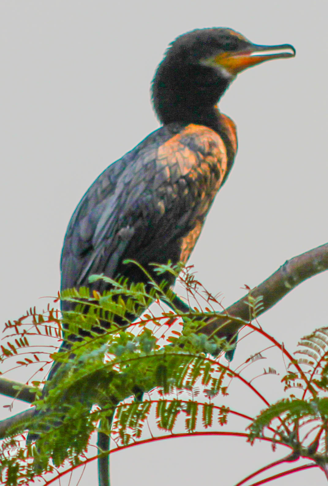 Cannundrums: Neotropic Cormorant