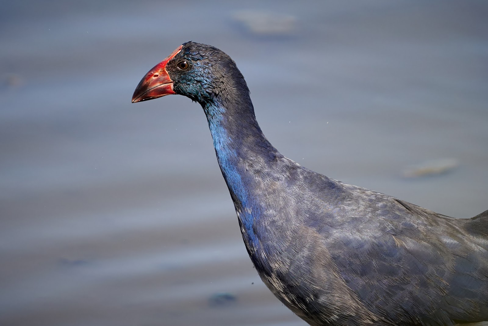 La Fauna Ibérica en Fotos: El precioso Calamón de Calatilla