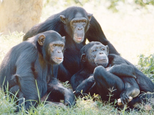 EKOGEO: SIMPANSE : PRIMATA PALING CERDAS