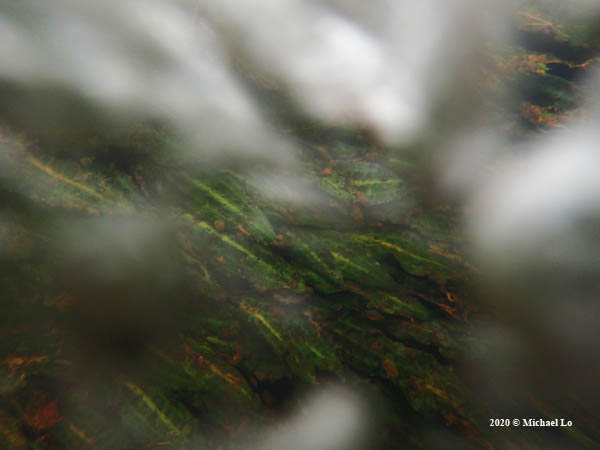 The rainforests of Borneo & Southeast Asia: Freshwater underwater world ...