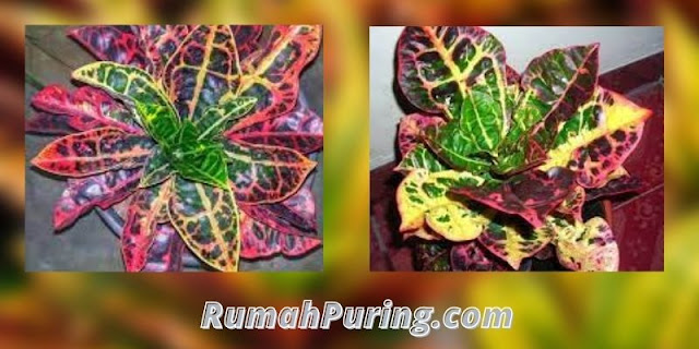 Ini Dia 9 Jenis Tanaman Puring yang Paling Populer Dipasaran! - rumah ...