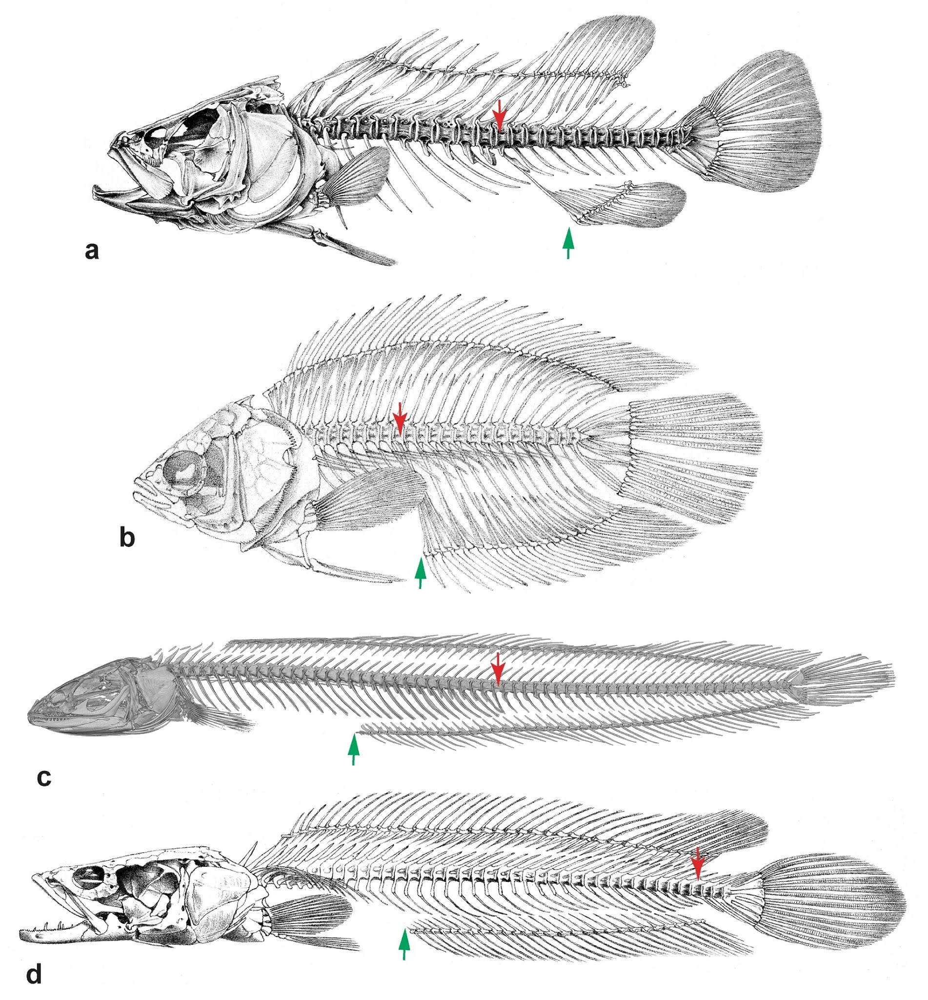 Species New to Science: [Ichthyology • 2020] Aenigmachannidae • A New ...