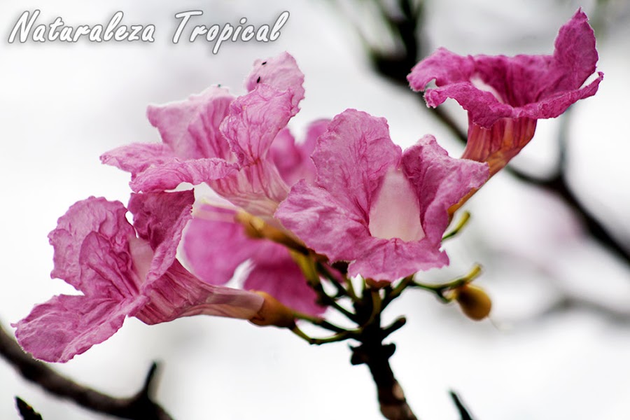 El árbol primavera: género Tabebuia | Plantas