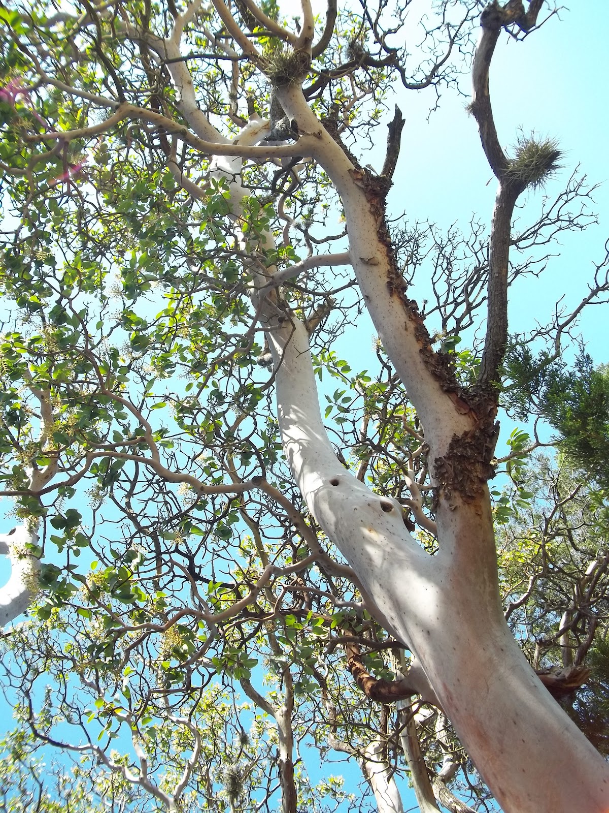 Rock-Oak-Deer: This Madrone Stands Alone