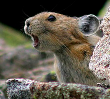 THE WESTERNER: The mouse that won't stop roaring