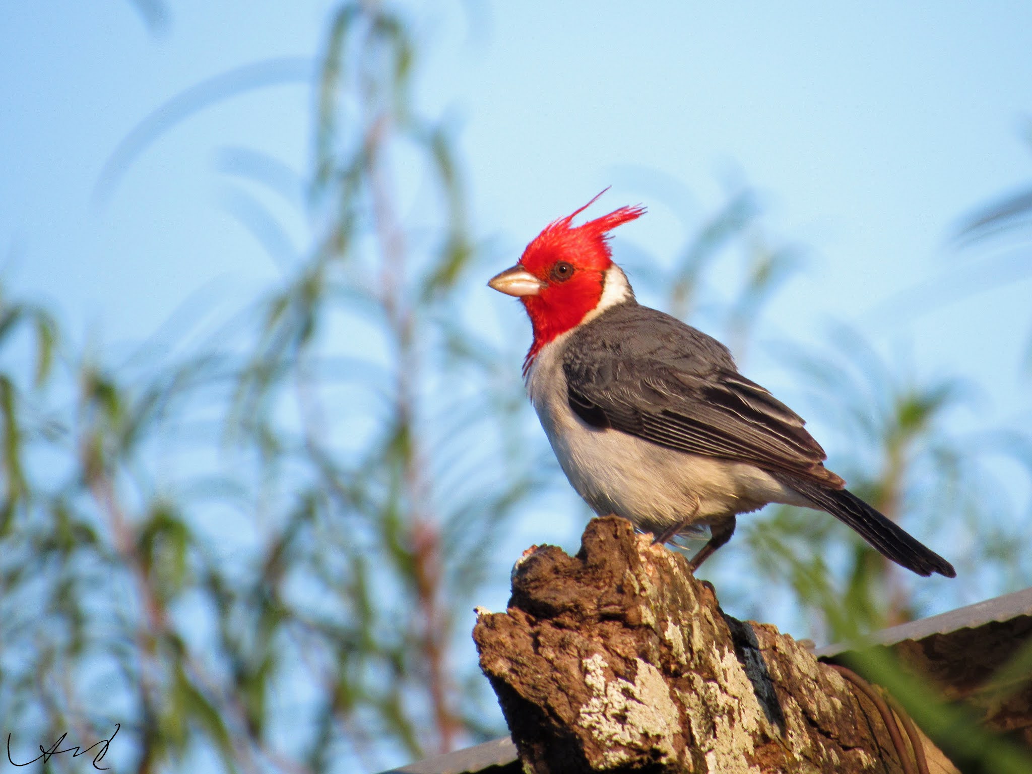 Cardenal Copete Rojo
