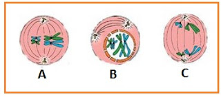 BIOLOGI GONZAGA: ULANGAN HARIAN BIOLOGI REPRODUKSI SEL