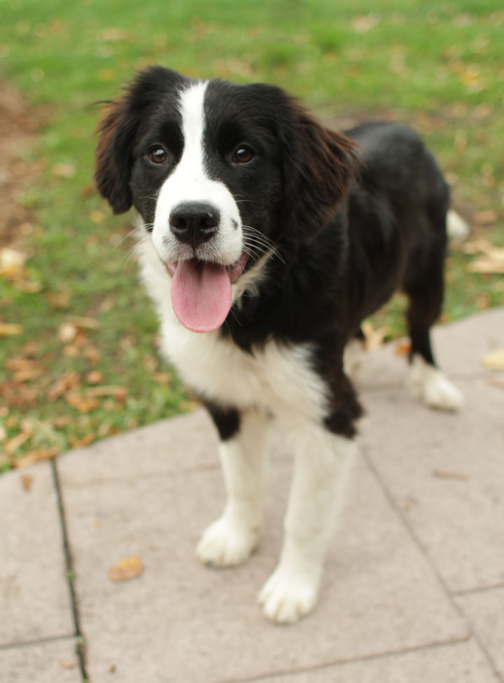 Bernese Mountain Dog mix pups