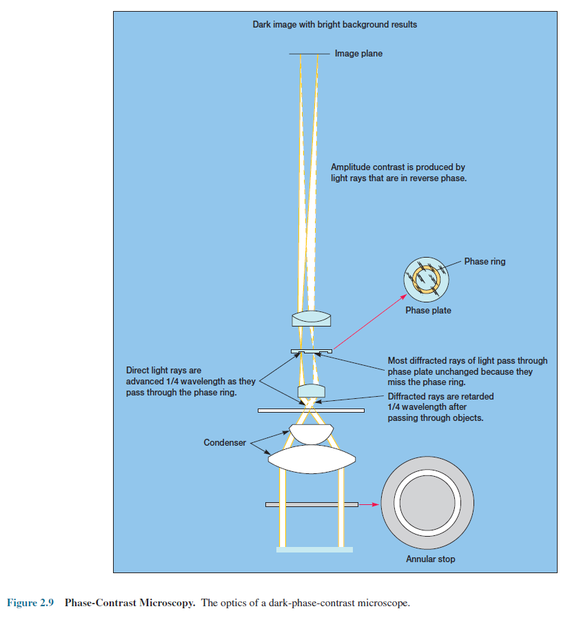 Microbiology Notes: The Study of Microbial Structure : Microscopy and ...
