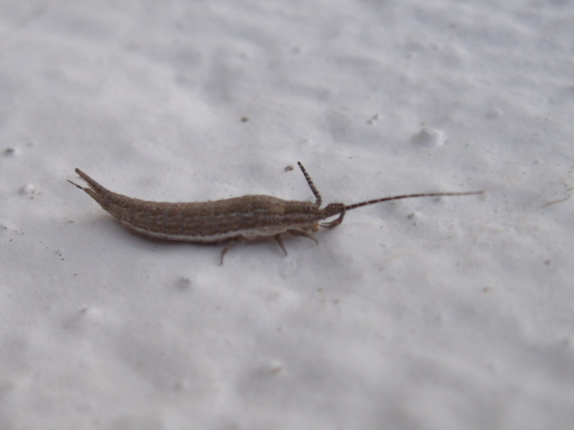 VILLENATURA: Machilis sp.