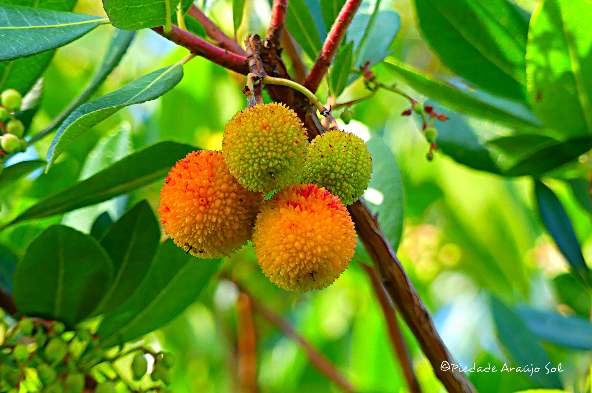 poesia em imagens: Medronhos