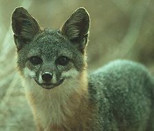 Abe's Animals: Live restorations of extinct foxes from Pinterest