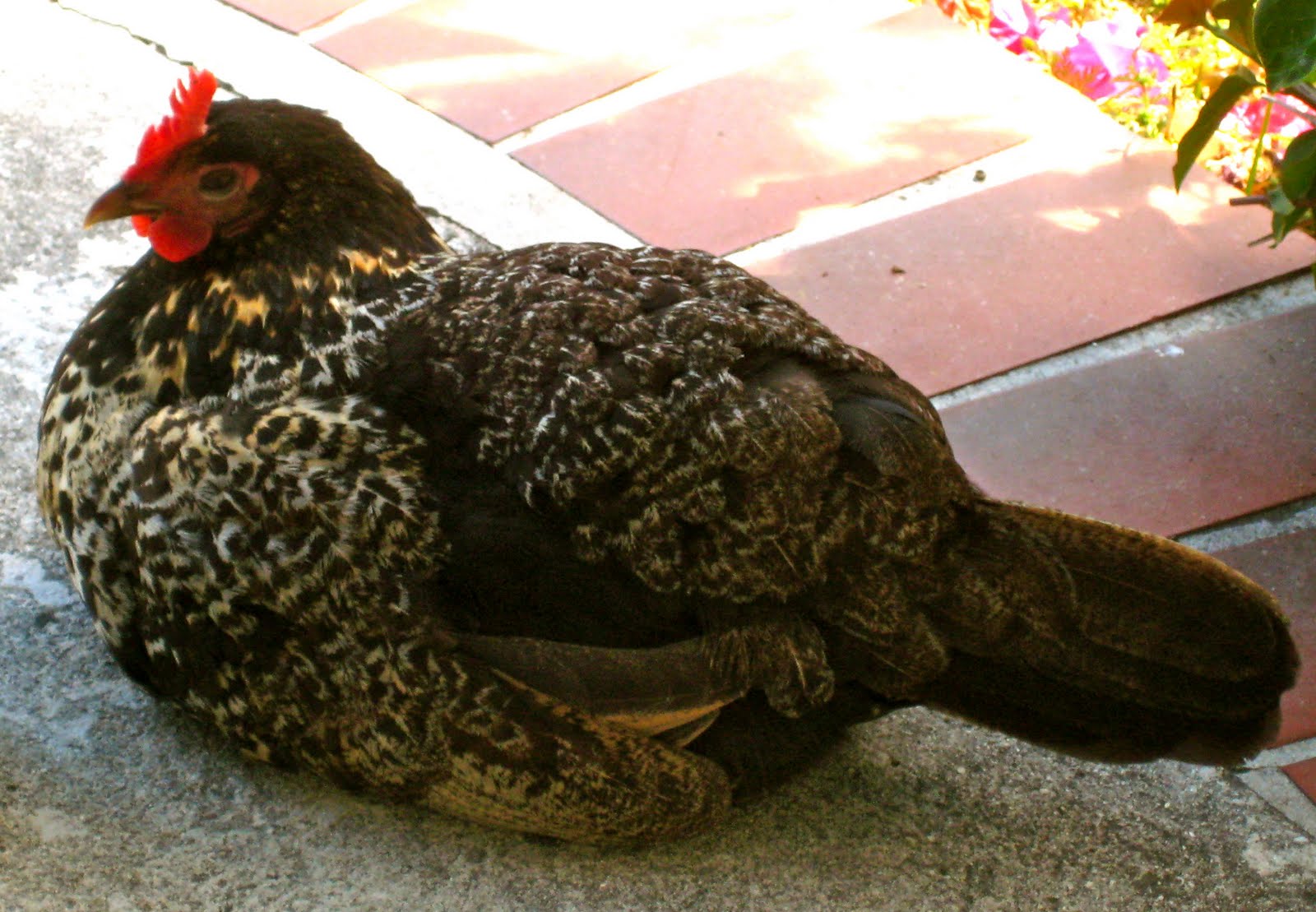 CHICKEN DELIGHT IN BERMUDA