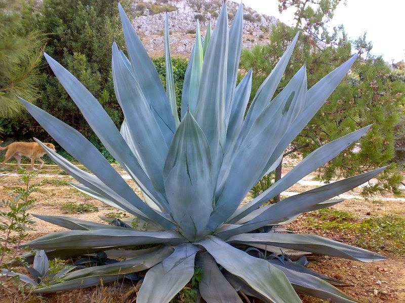 Matorral Xerófilo : Flora existente en los matorrales xerófilos