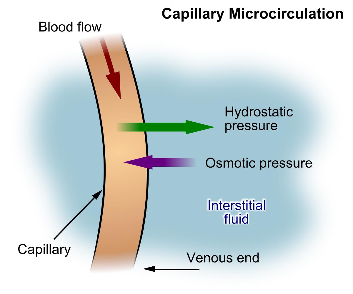 Microcirculation Through Capillary Beds