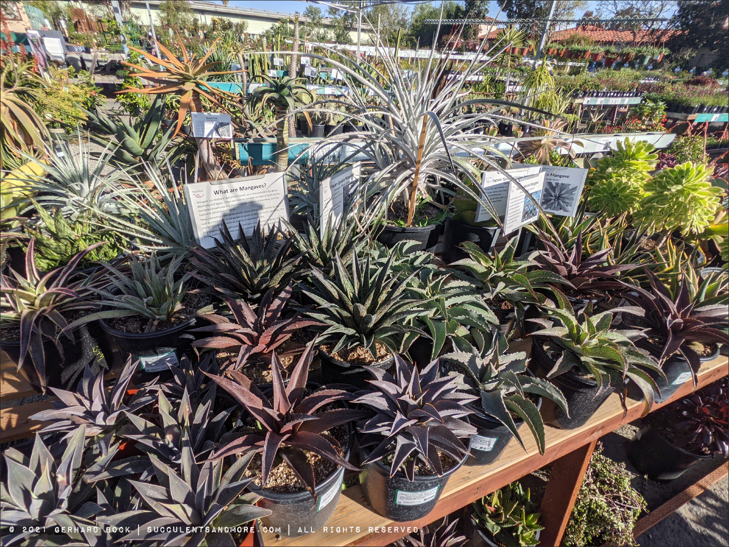 Succulent cornucopia at Plant Depot nursery in San Juan Capistrano