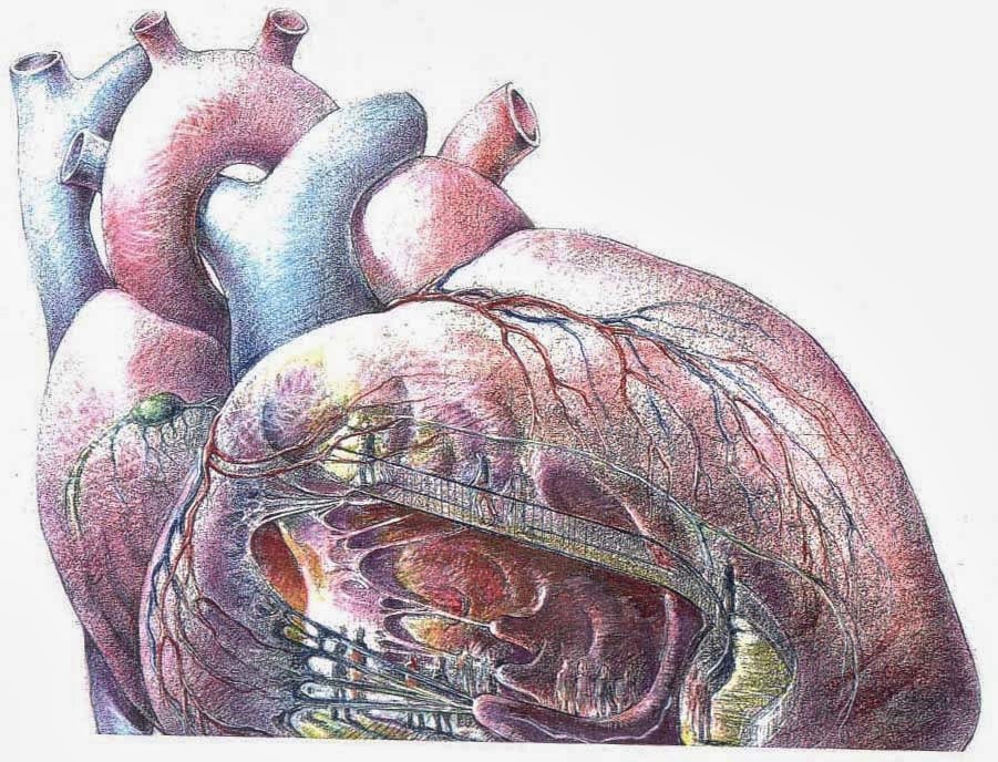 Mi Perfil: El Corazón