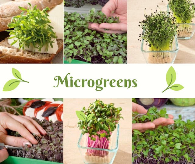 What are Microgreens ? | simply.food