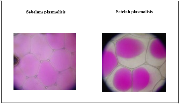 STRUKTUR SEL DAN FUNGSI FUNGSINYA: Difusi, Osmosis, Plasmolisis dan ...