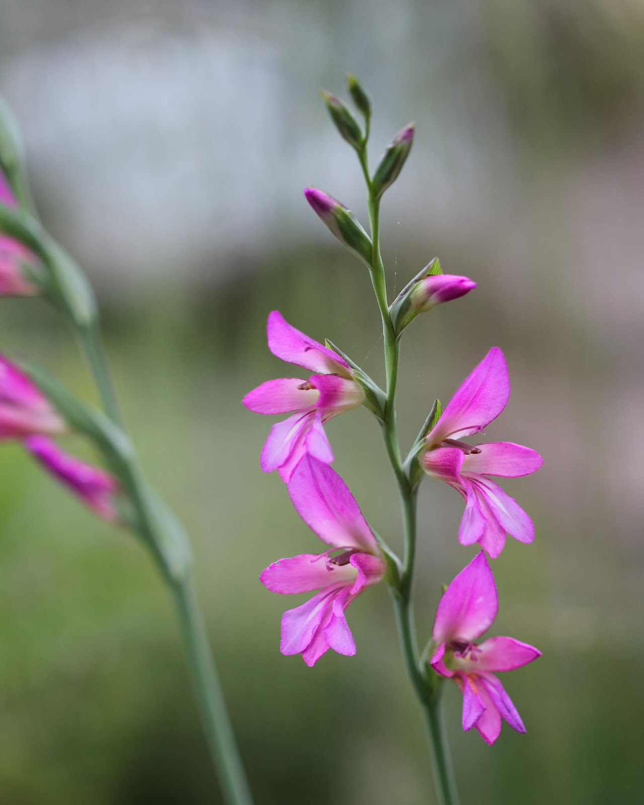 Red House Garden: The Easy Care Gladiola