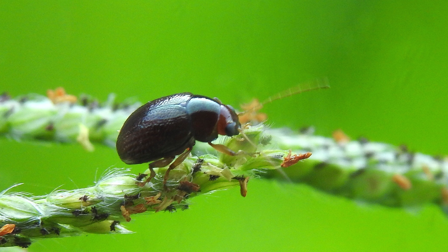 台灣-鳥類與昆蟲-自然觀察記錄: 褐金卵猿金花蟲 Colaspoides persicariae