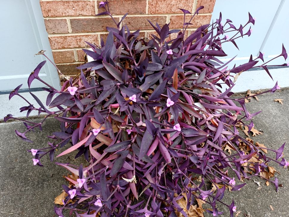 Future Plants by Randy Stewart: Setcreasea pallida ( Purple Heart )