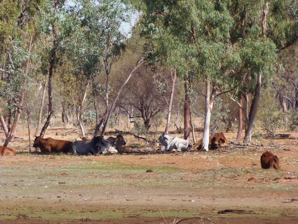 Solo Steve On The Road: DAJARRA WATERHOLE, OUTBACK Qld