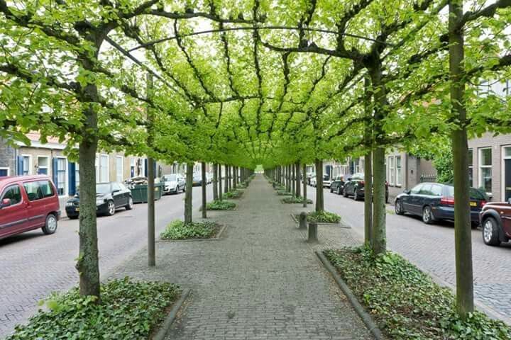 Green Canopy Ideas - Wall Decoration