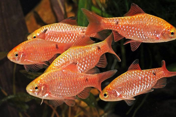 How to Keep Rosy Barb Fish in an Aquarium - fish-hobbyist