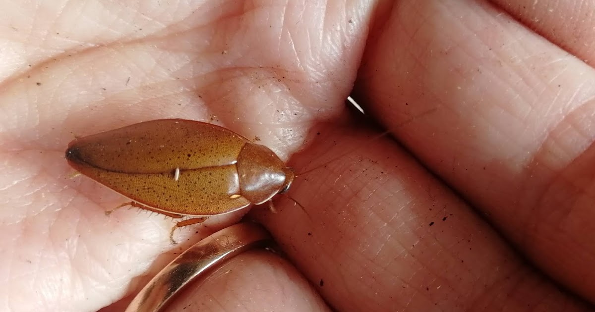 Are cockroaches really creepy?