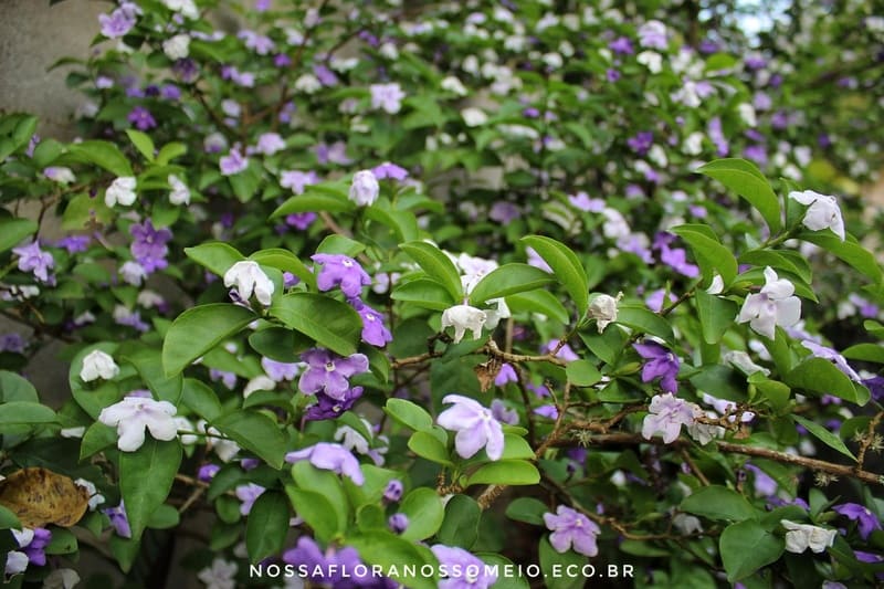 Tipos de manacá: veja as características e diferenças entre eles