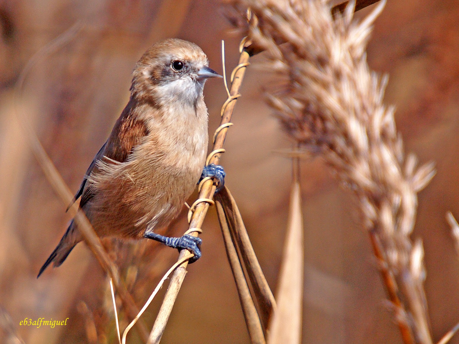 Miguel fotografia: Pájaro-moscón europeo (Remiz pendulinus)