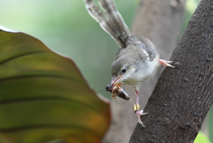 Memperlakukan burung Ciblek yang baru dibeli | Kicau Burung Mania